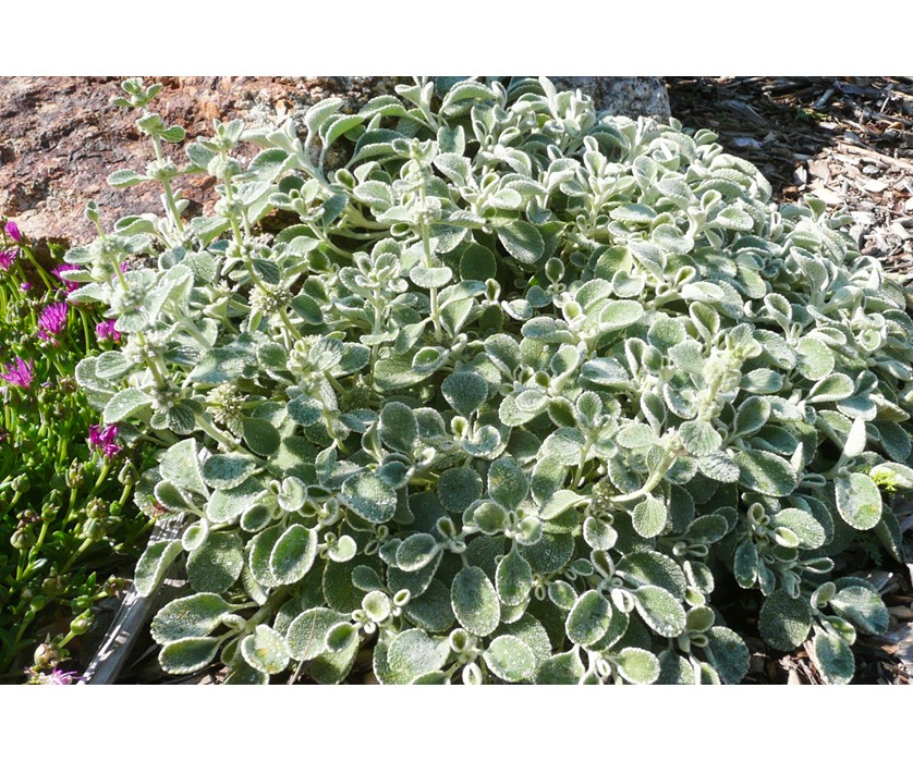 Colorado Springs Utilities Xeriscaping - Silverheels Horehound