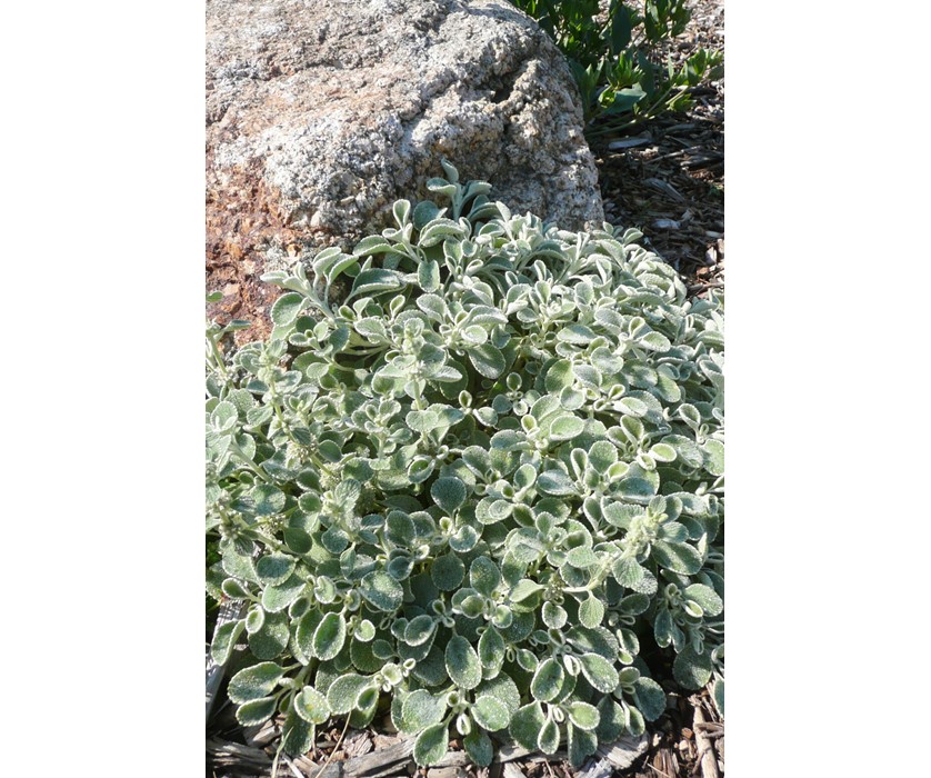 Colorado Springs Utilities Xeriscaping - Silverheels Horehound