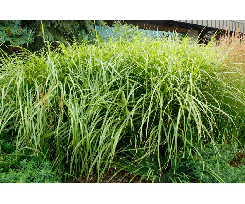 Colorado Springs Utilities Xeriscaping - Zebra Grass