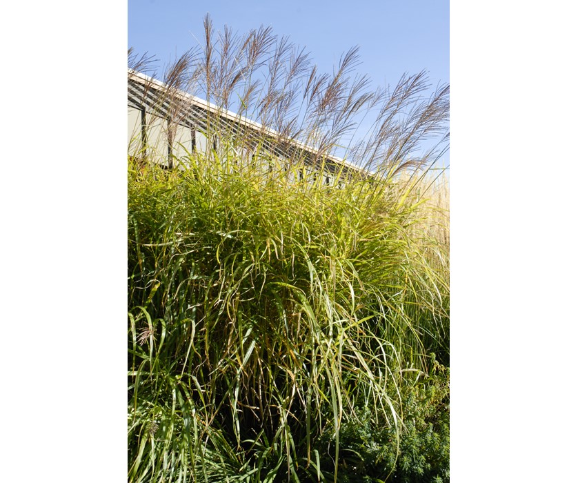 Colorado Springs Utilities Xeriscaping - Zebra Grass