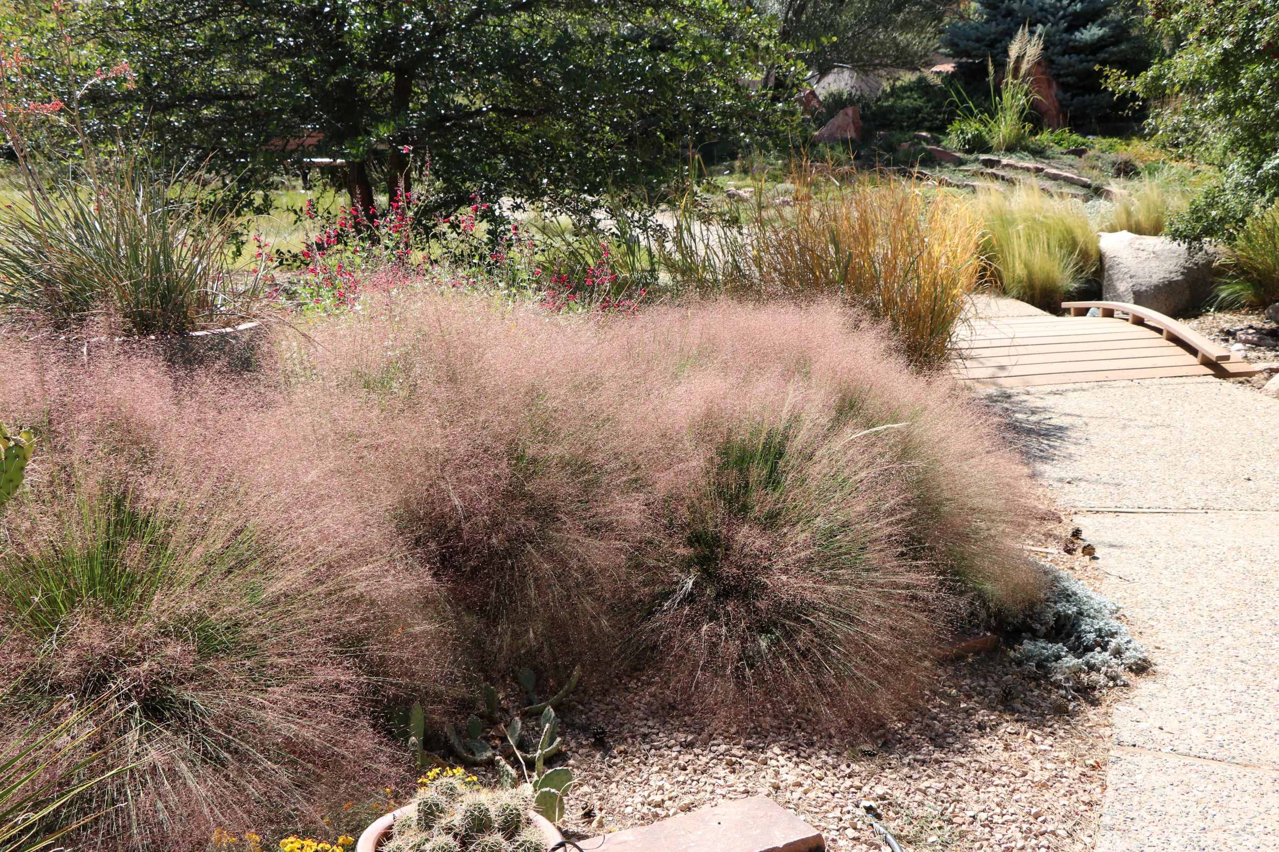 Colorado Springs Utilities Xeriscaping - Undaunted Ruby Muhly