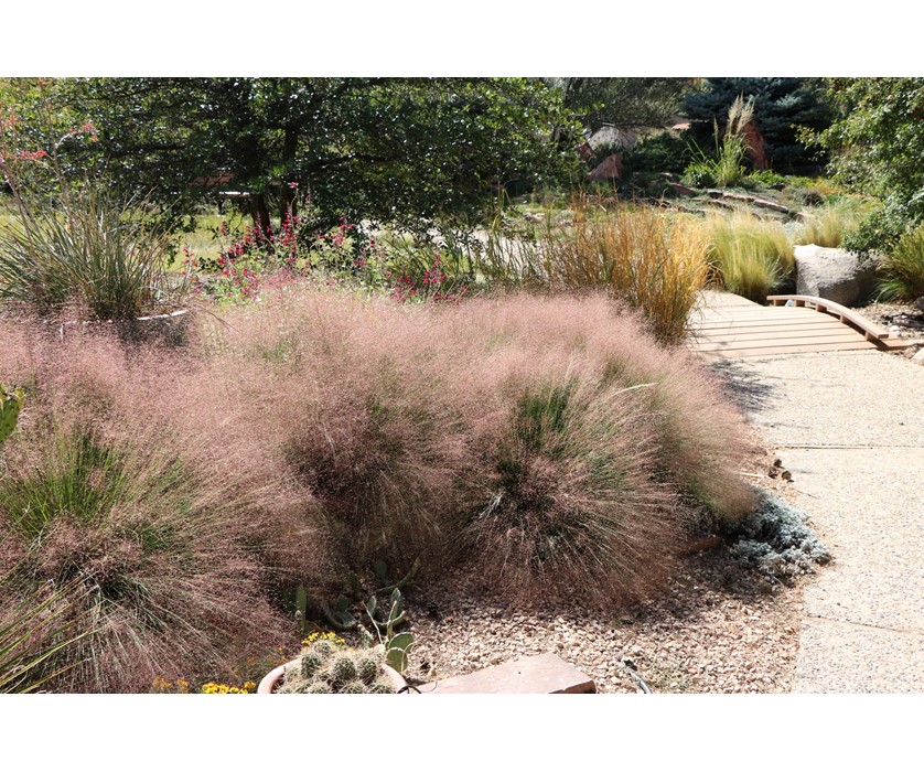 Colorado Springs Utilities Xeriscaping - Undaunted Ruby Muhly