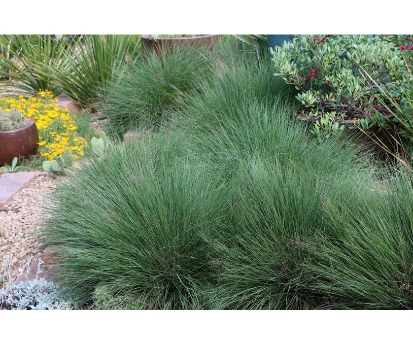 Colorado Springs Utilities Xeriscaping - Undaunted Ruby Muhly