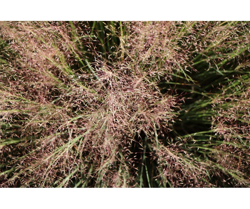 Colorado Springs Utilities Xeriscaping - Undaunted Ruby Muhly