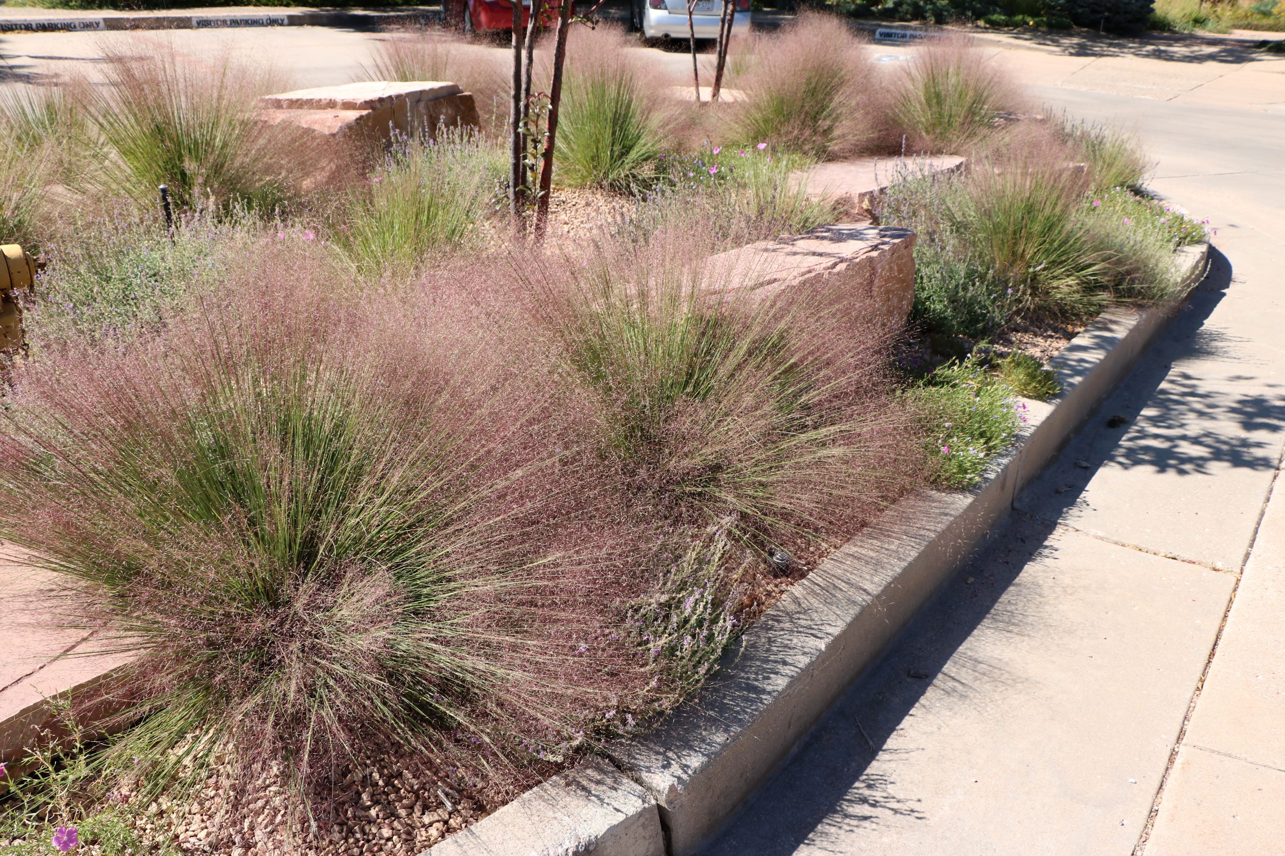 Colorado Springs Utilities Xeriscaping - Undaunted Ruby Muhly