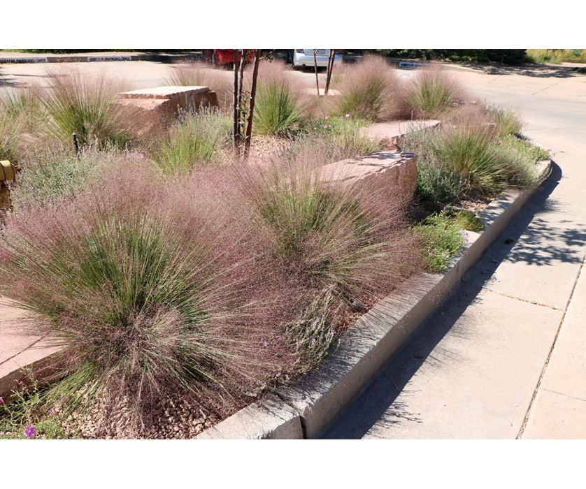 Colorado Springs Utilities Xeriscaping - Undaunted Ruby Muhly