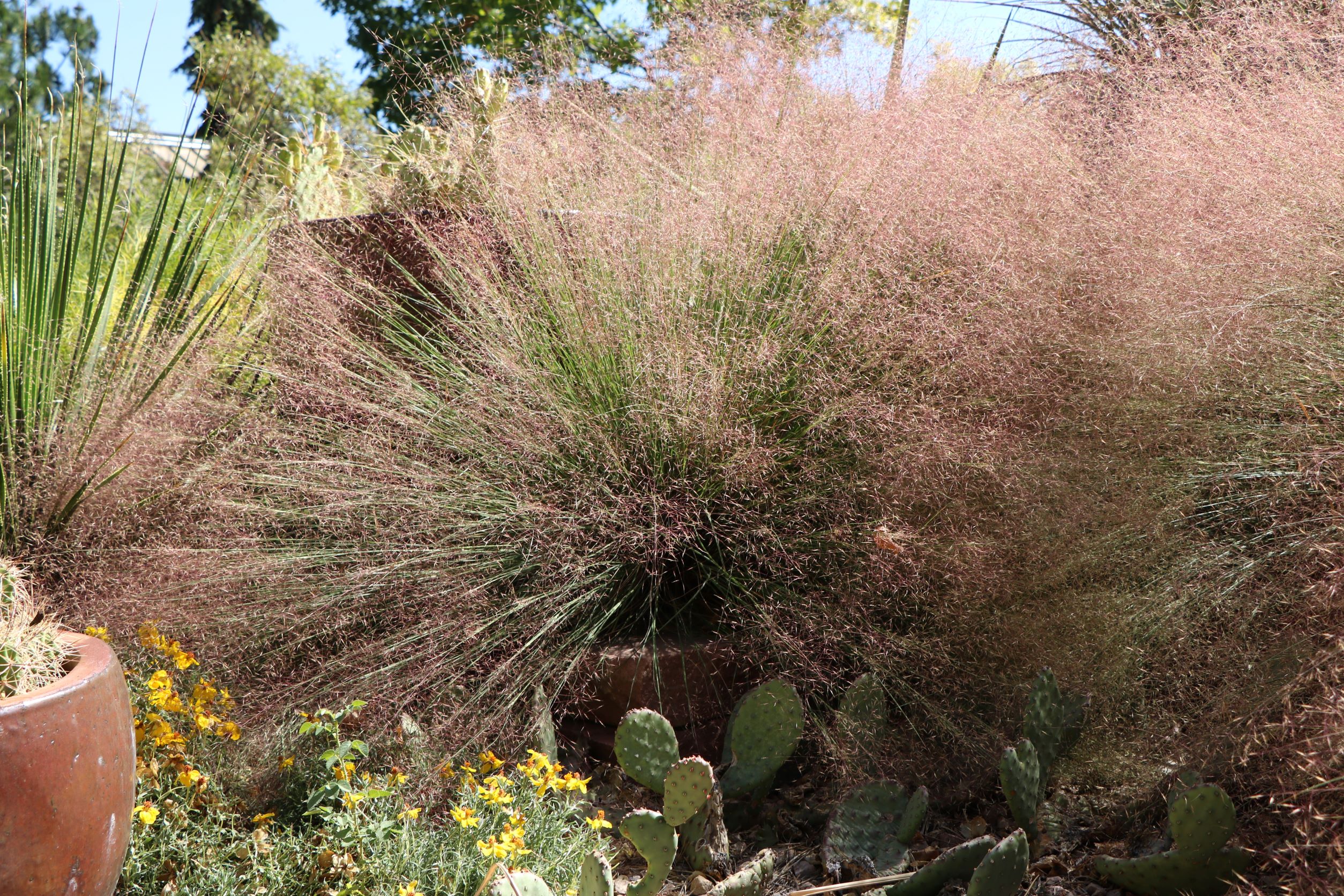 Colorado Springs Utilities Xeriscaping - Undaunted Ruby Muhly