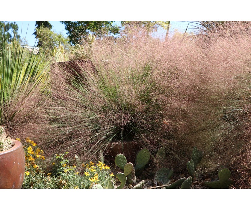 Colorado Springs Utilities Xeriscaping - Undaunted Ruby Muhly