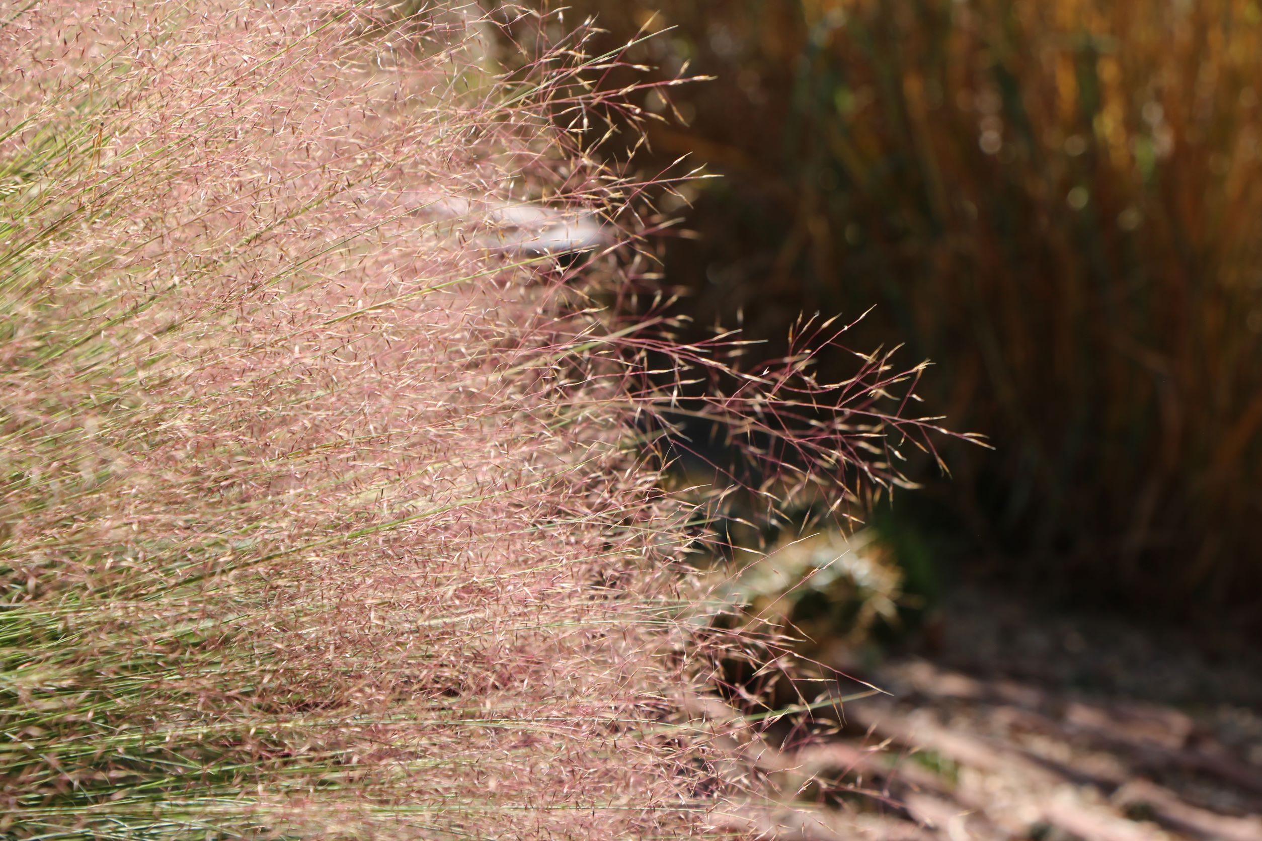 Colorado Springs Utilities Xeriscaping - Undaunted Ruby Muhly