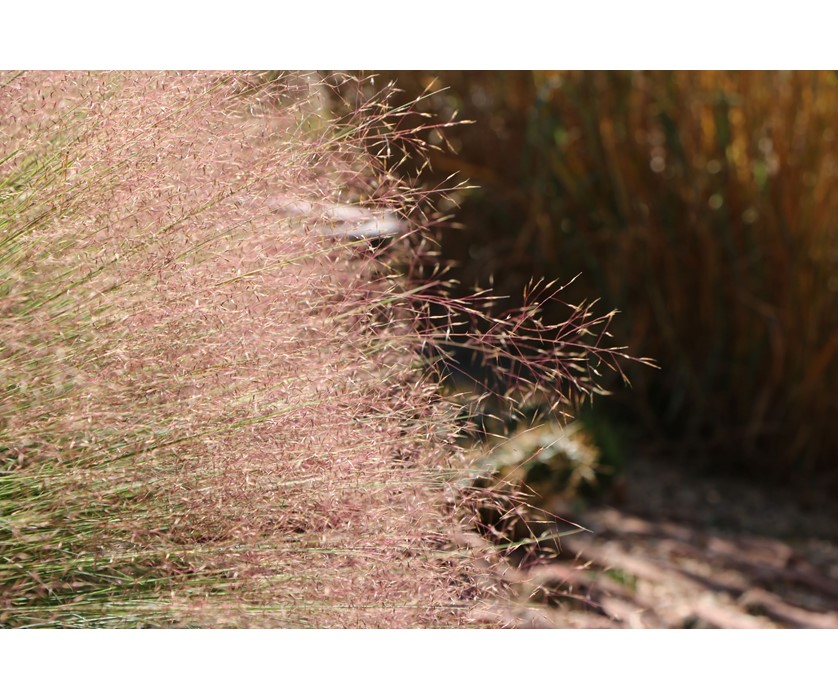 Colorado Springs Utilities Xeriscaping - Undaunted Ruby Muhly