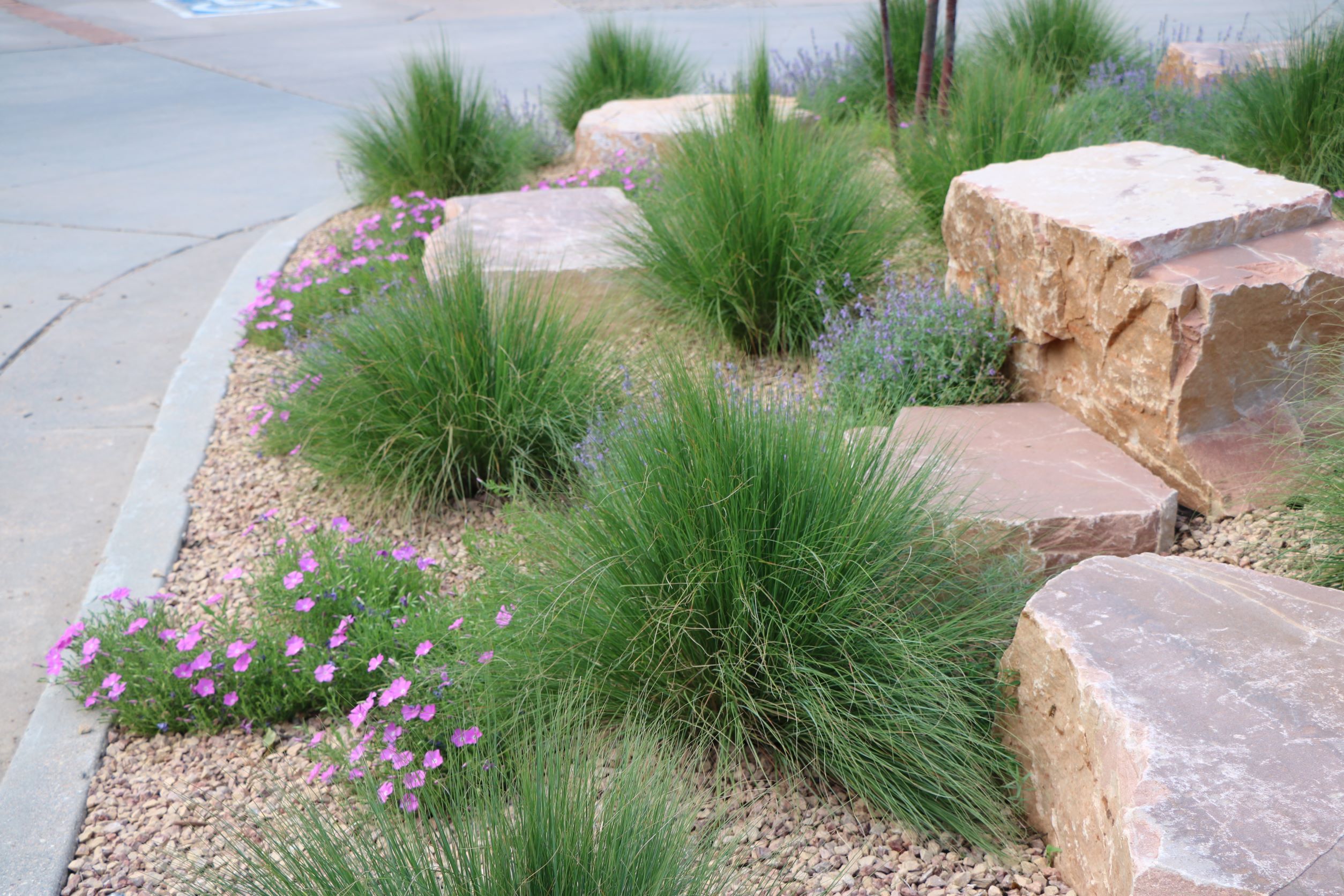 Colorado Springs Utilities Xeriscaping - Undaunted Ruby Muhly