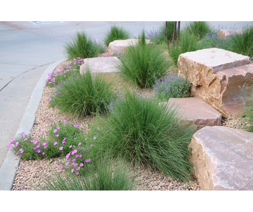 Colorado Springs Utilities Xeriscaping - Undaunted Ruby Muhly