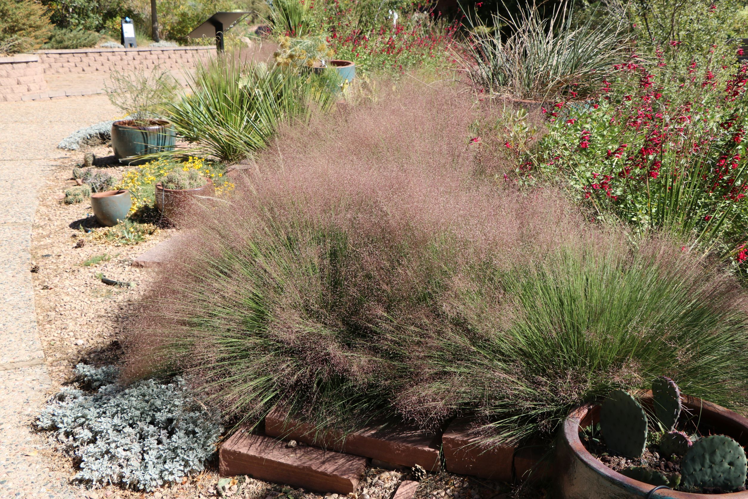 Colorado Springs Utilities Xeriscaping - Undaunted Ruby Muhly
