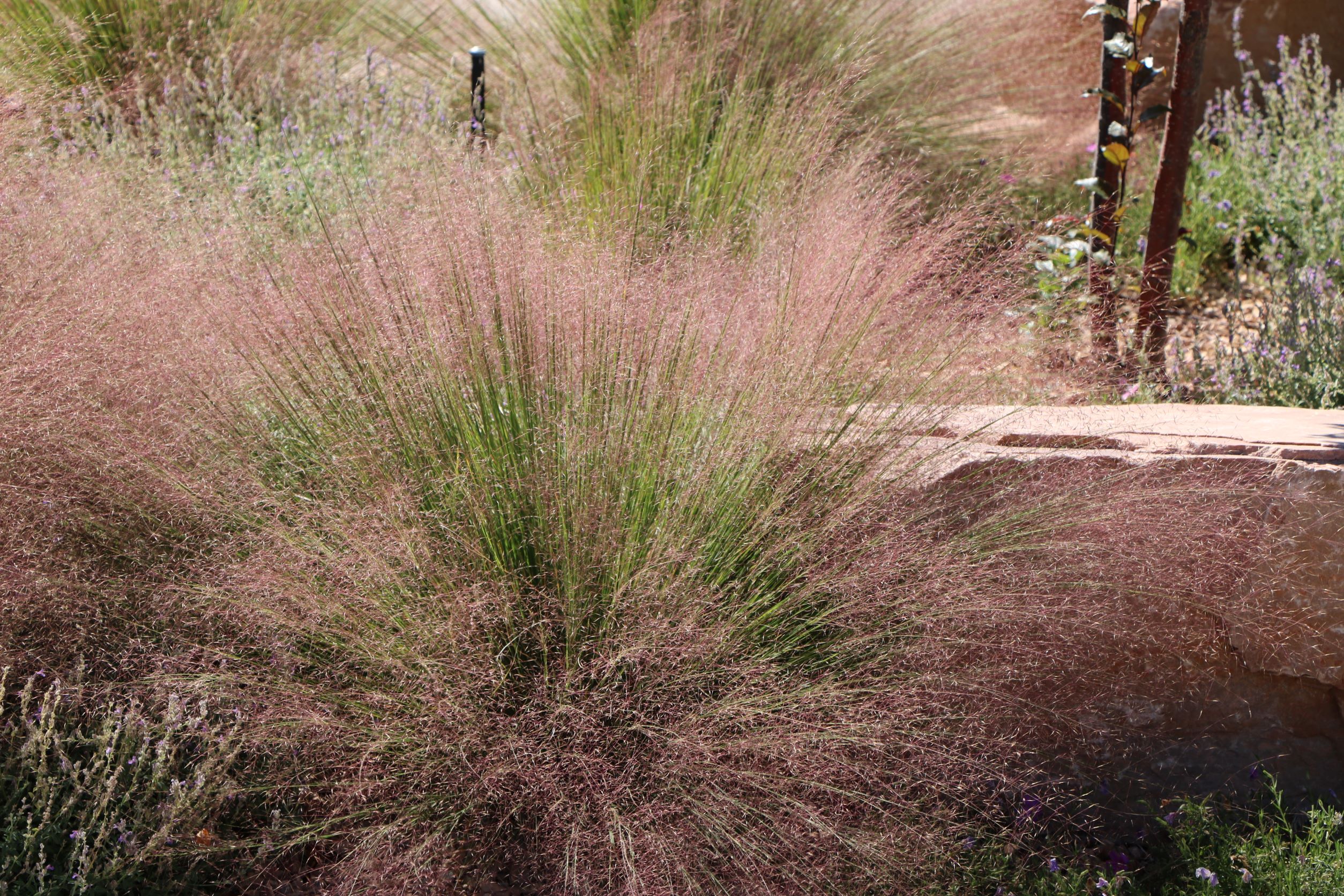 Colorado Springs Utilities Xeriscaping - Undaunted Ruby Muhly