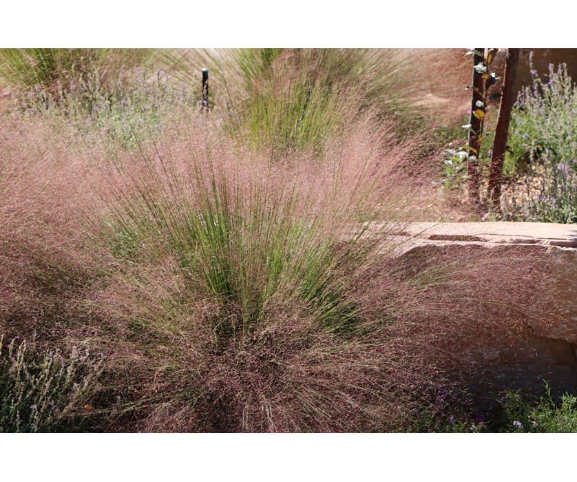 Colorado Springs Utilities Xeriscaping - Undaunted Ruby Muhly