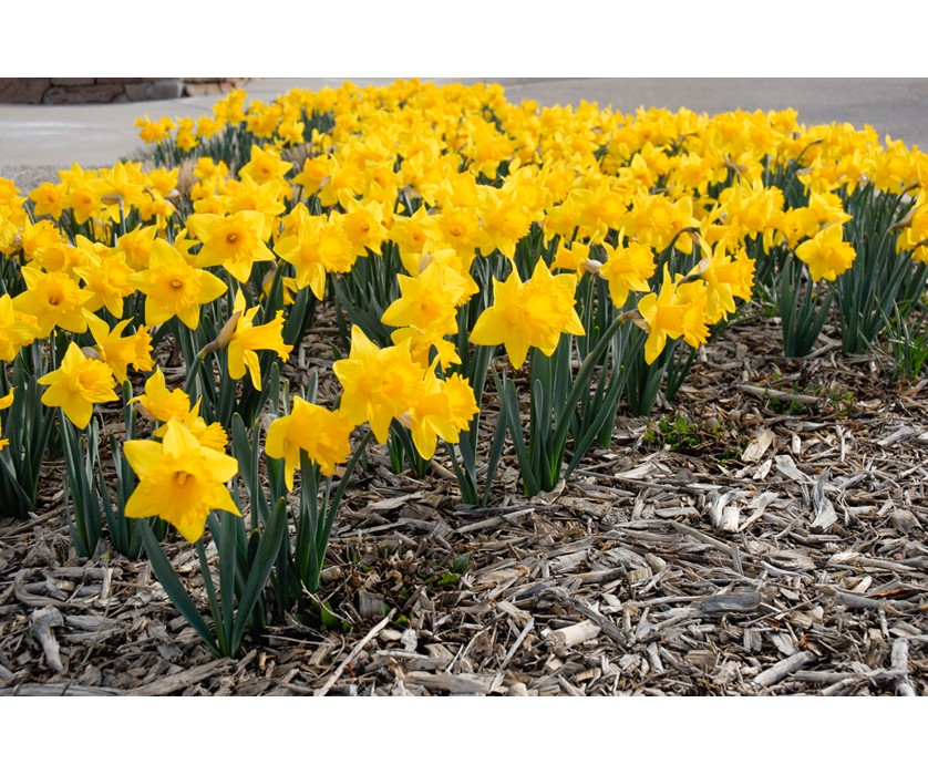 Colorado Springs Utilities Xeriscaping - Marieke Daffodil