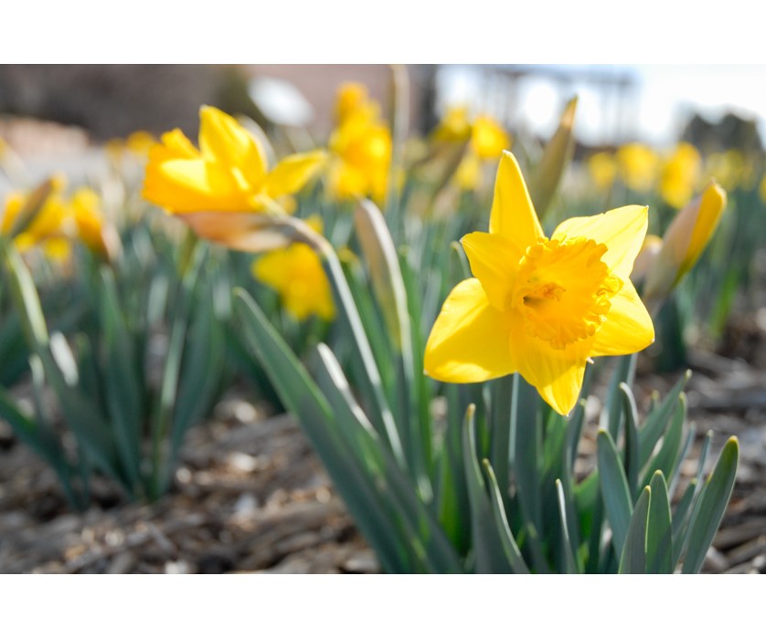 Colorado Springs Utilities Xeriscaping - Marieke Daffodil