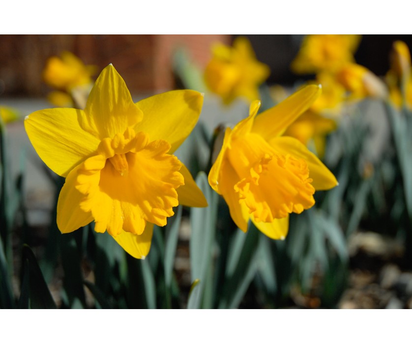 Colorado Springs Utilities Xeriscaping - Marieke Daffodil