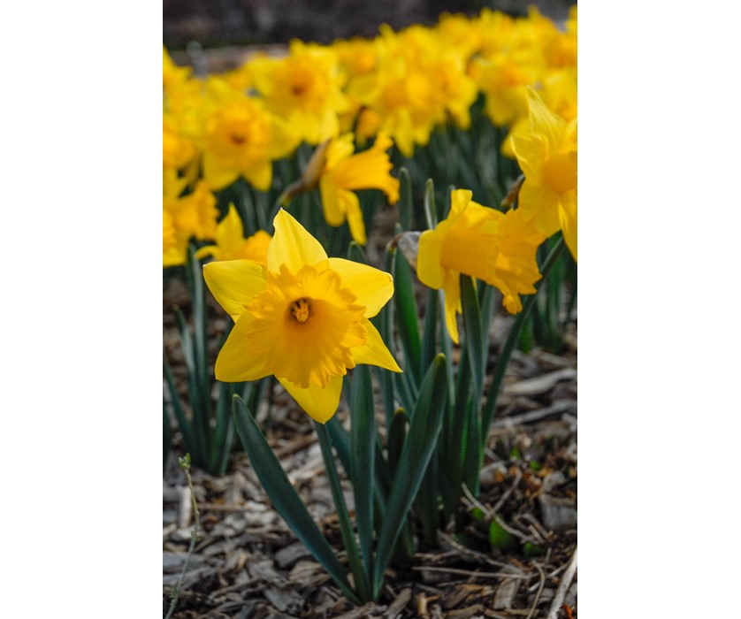 Colorado Springs Utilities Xeriscaping - Marieke Daffodil