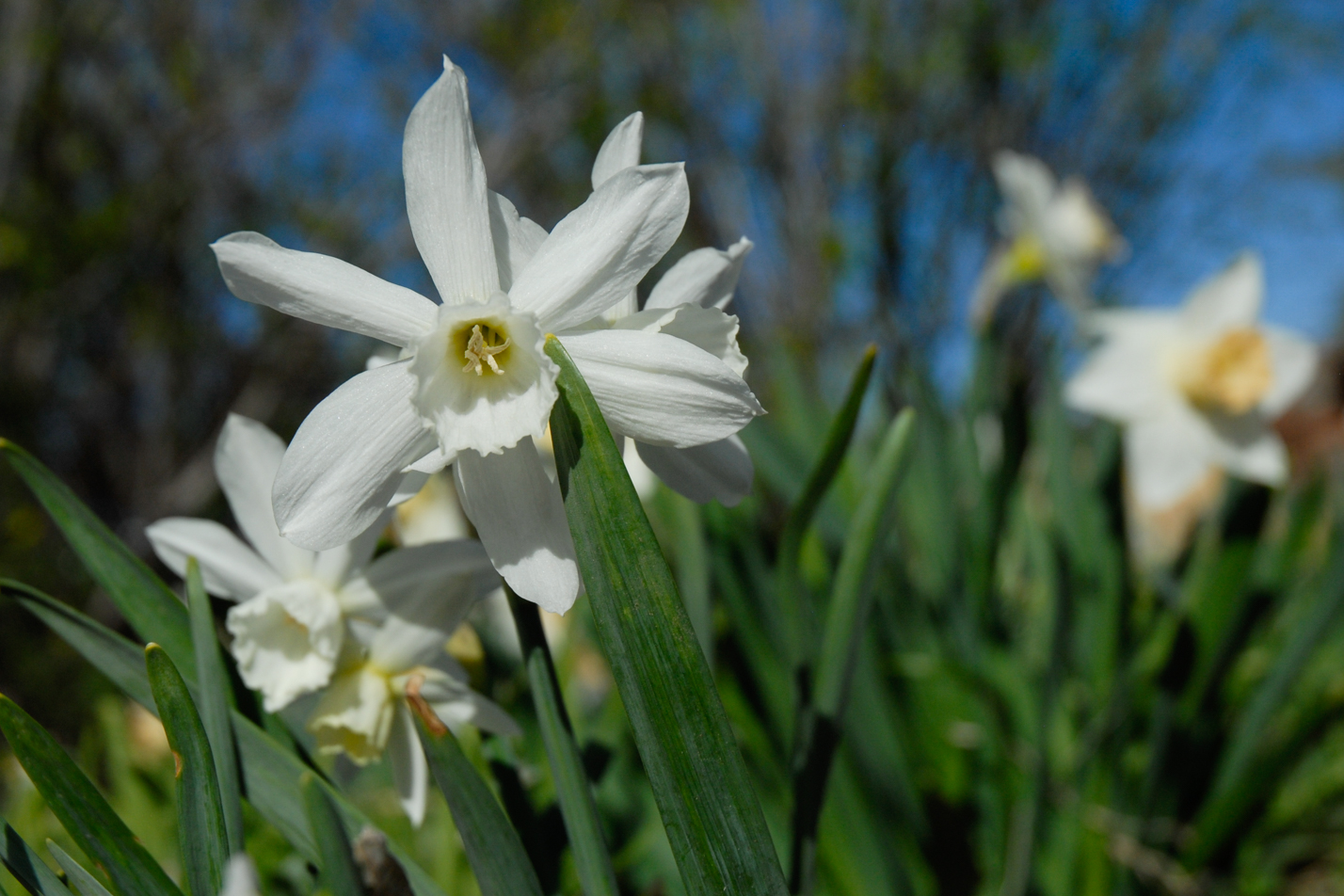 Colorado Springs Utilities Xeriscaping - Daffodil