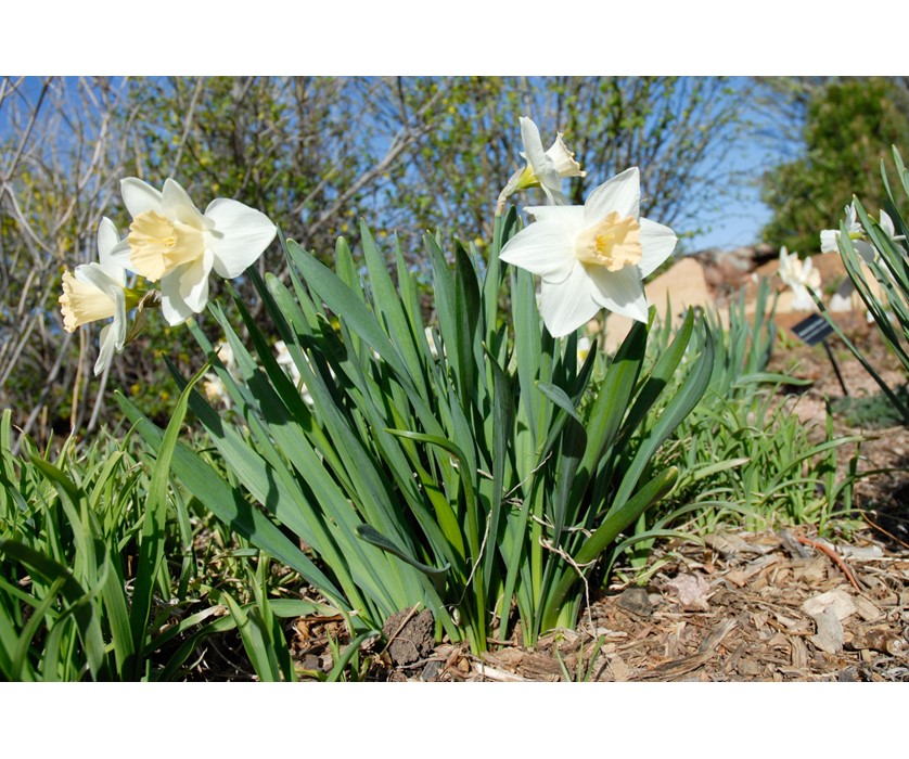 Colorado Springs Utilities Xeriscaping - Daffodil
