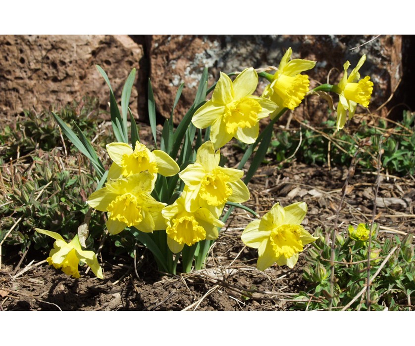 Colorado Springs Utilities Xeriscaping - Daffodil