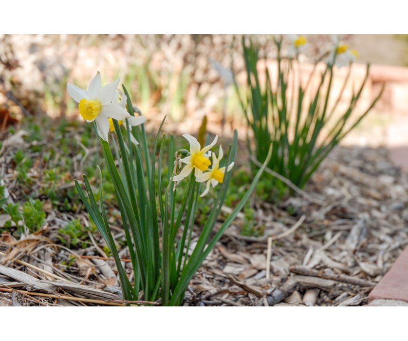 Colorado Springs Utilities Xeriscaping - Daffodil