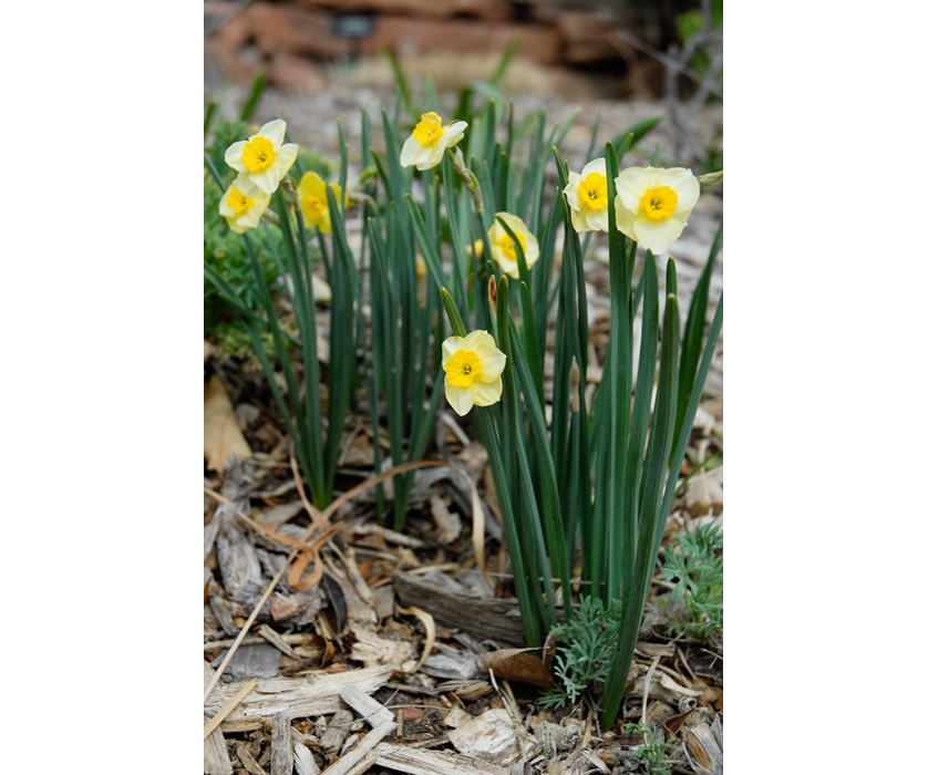 Colorado Springs Utilities Xeriscaping - Daffodil