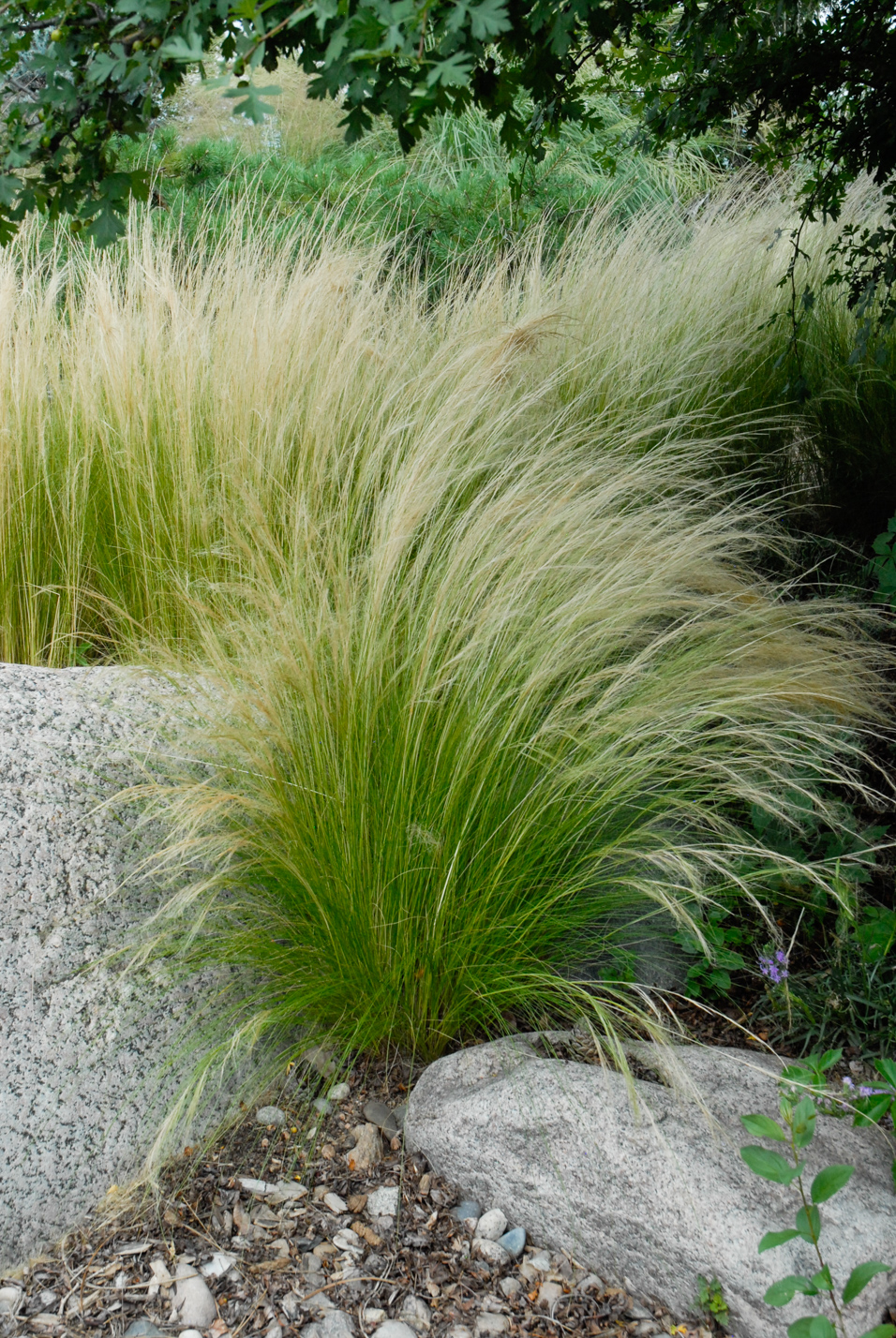 Colorado Springs Utilities Xeriscaping - Mexican Feather Grass