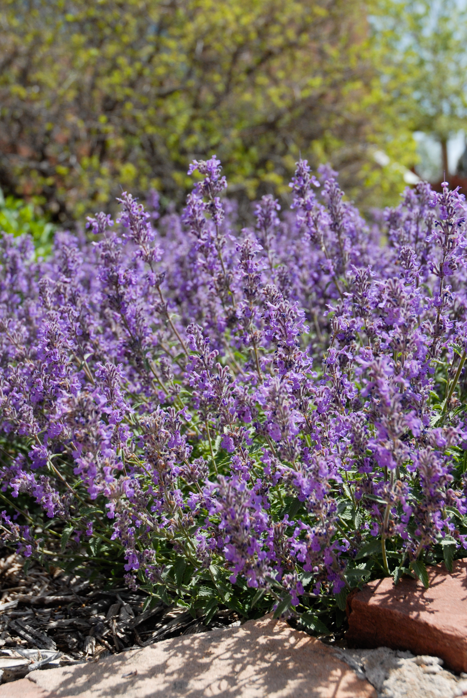 Colorado Springs Utilities Xeriscaping - Little Trudy Catmint