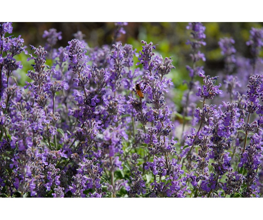 Colorado Springs Utilities Xeriscaping - Little Trudy Catmint