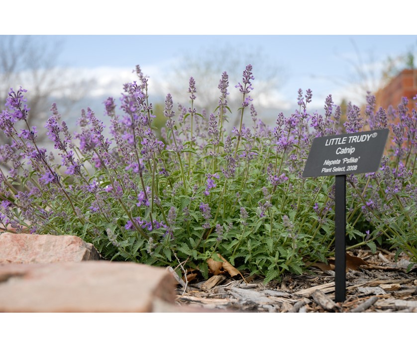 Colorado Springs Utilities Xeriscaping - Little Trudy Catmint