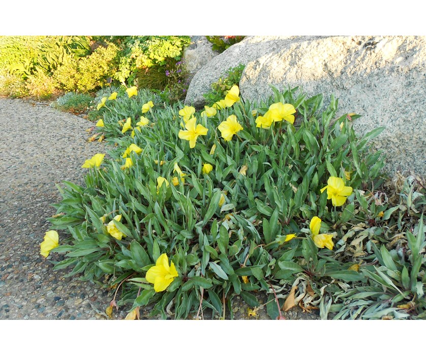 Colorado Springs Utilities Xeriscaping - Silver Blade Evening Primrose