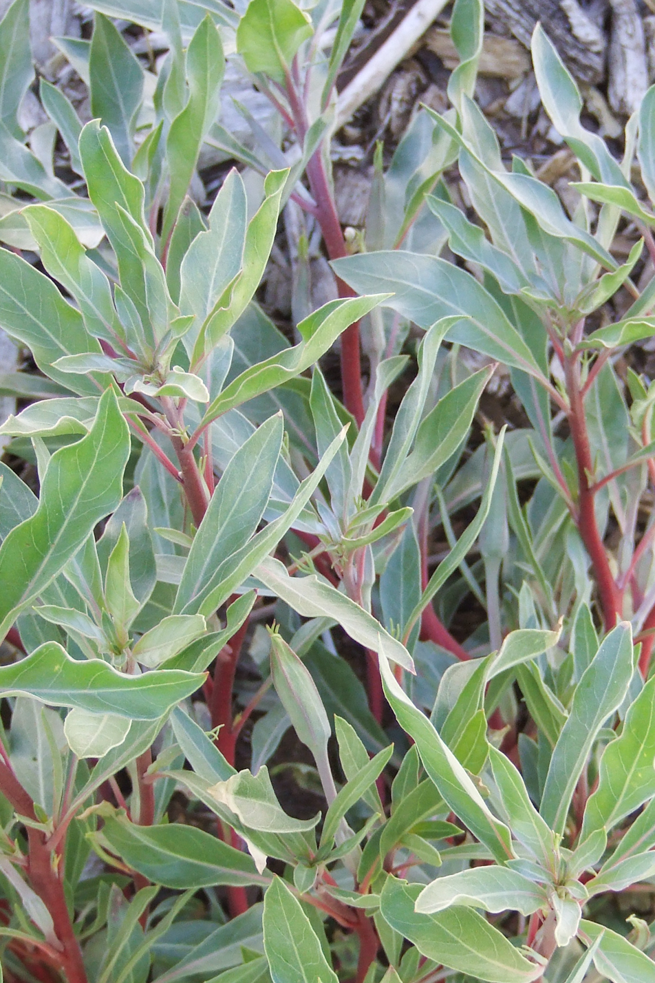 Colorado Springs Utilities Xeriscaping - Silver Blade Evening Primrose
