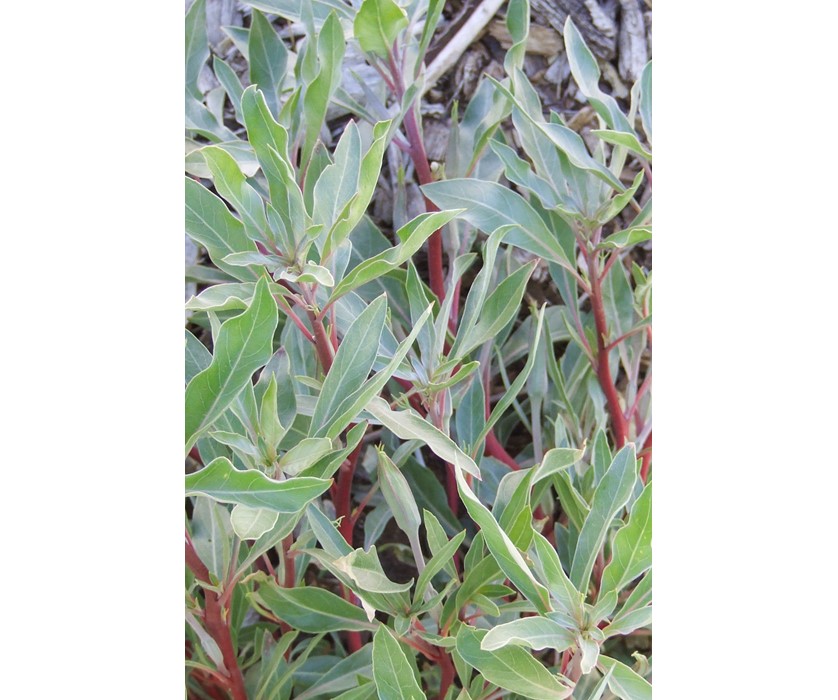 Colorado Springs Utilities Xeriscaping - Silver Blade Evening Primrose