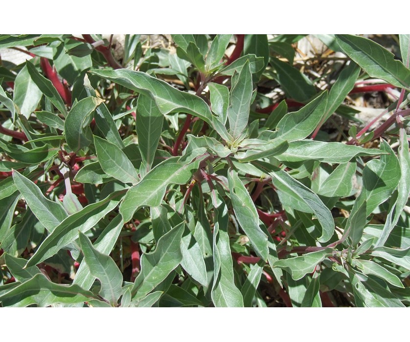 Colorado Springs Utilities Xeriscaping - Silver Blade Evening Primrose
