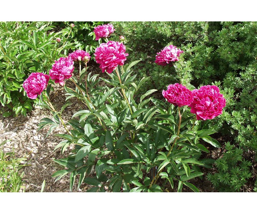 Colorado Springs Utilities Xeriscaping - Peony