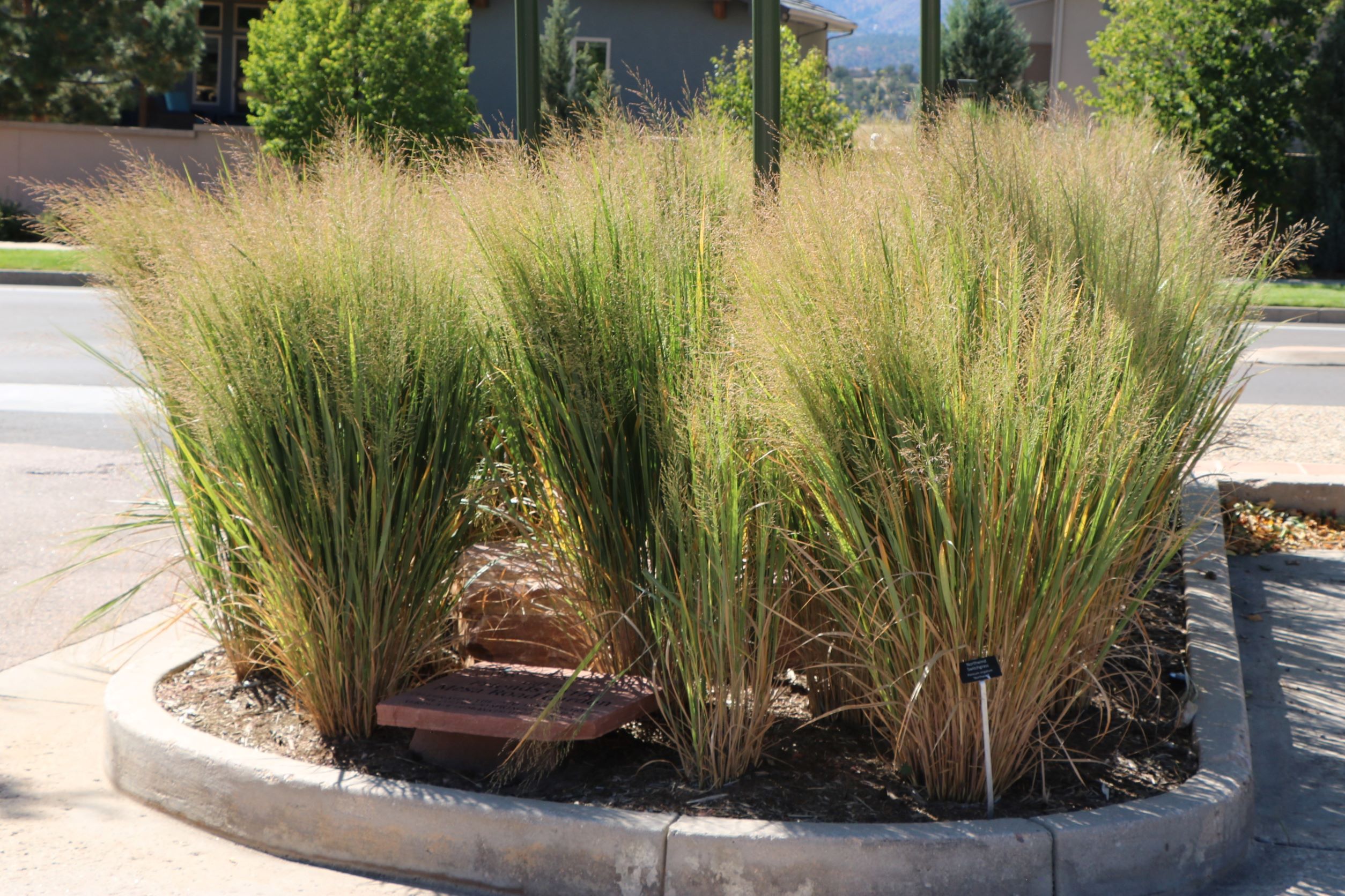 Colorado Springs Utilities Xeriscaping - Northwind Switchgrass