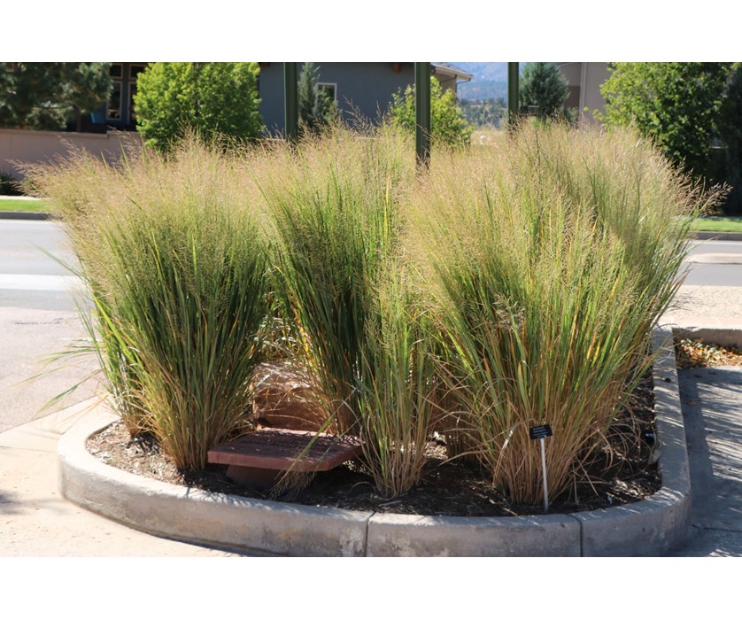 Colorado Springs Utilities Xeriscaping - Northwind Switchgrass