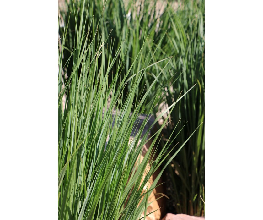 Colorado Springs Utilities Xeriscaping - Northwind Switchgrass