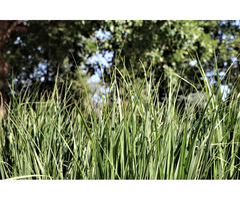 Colorado Springs Utilities Xeriscaping - Northwind Switchgrass