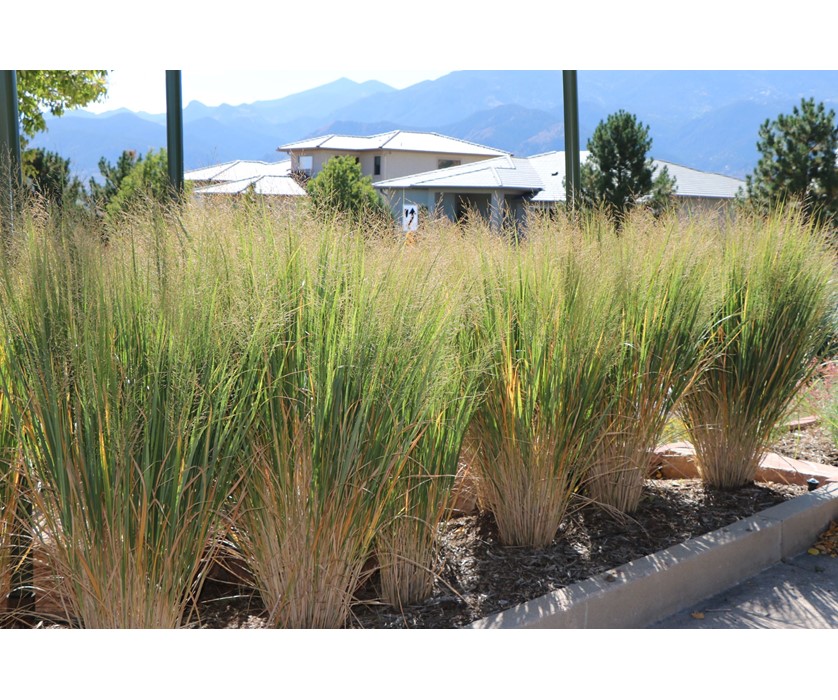 Colorado Springs Utilities Xeriscaping - Northwind Switchgrass