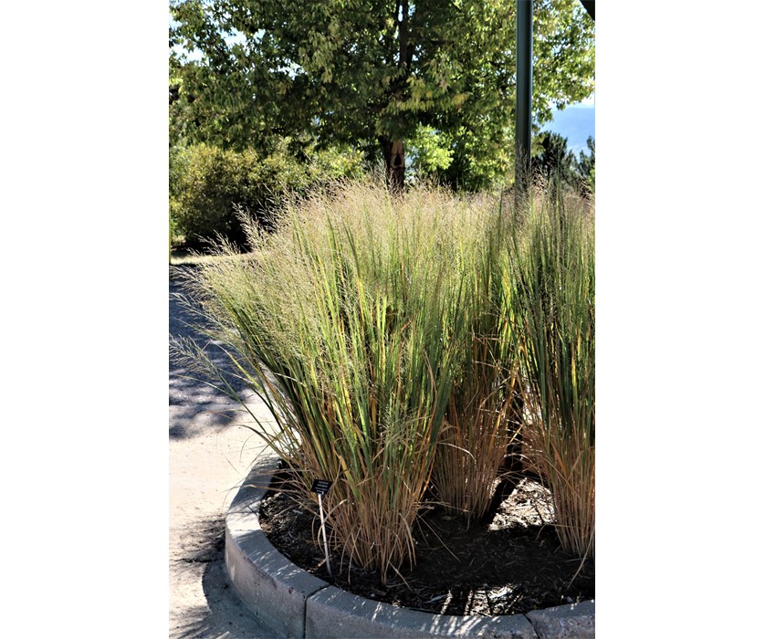 Colorado Springs Utilities Xeriscaping - Northwind Switchgrass