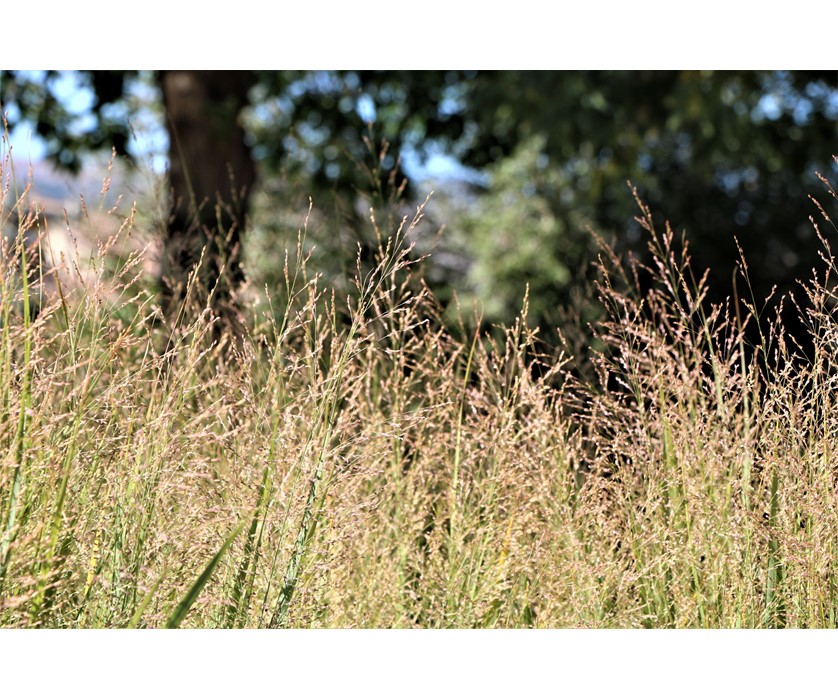 Colorado Springs Utilities Xeriscaping - Northwind Switchgrass