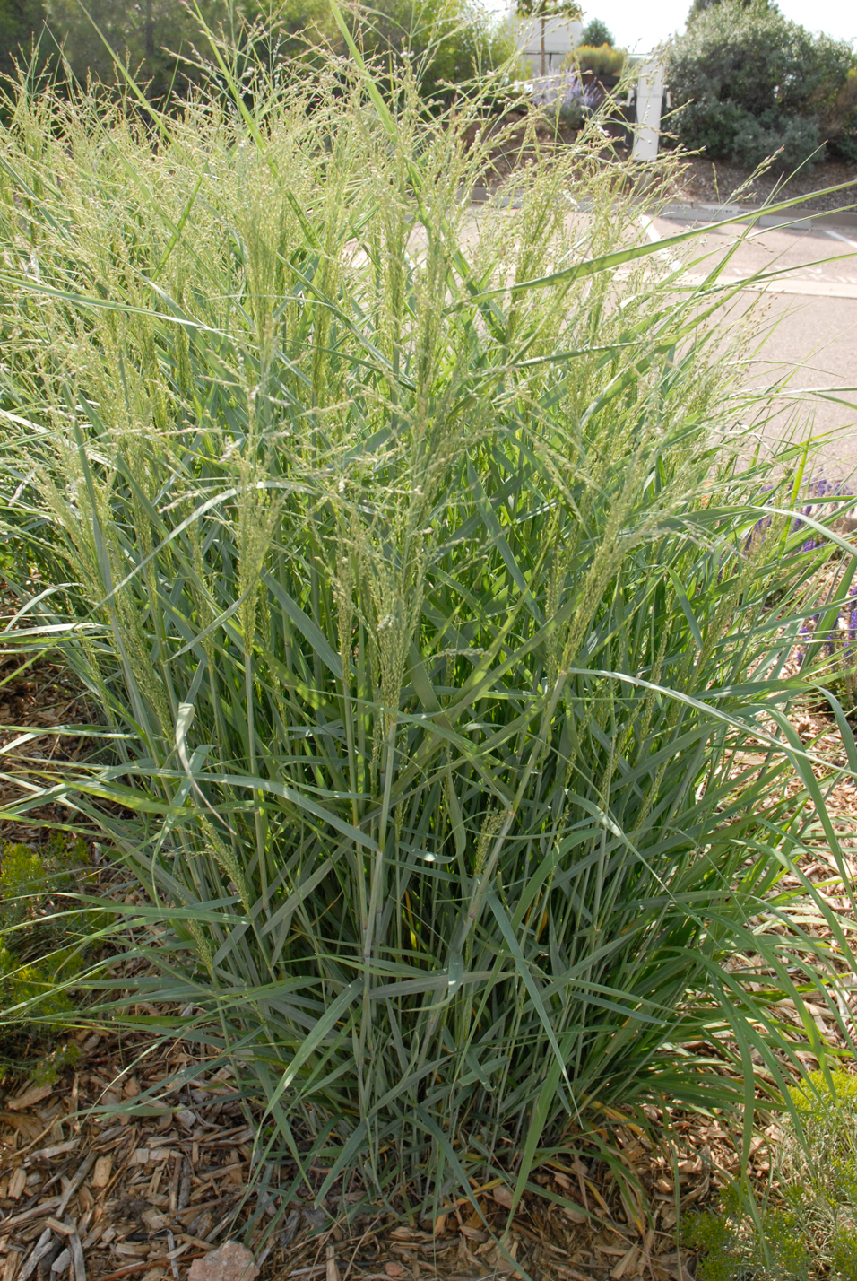 Colorado Springs Utilities Xeriscaping - Prairie Sky Switchgrass
