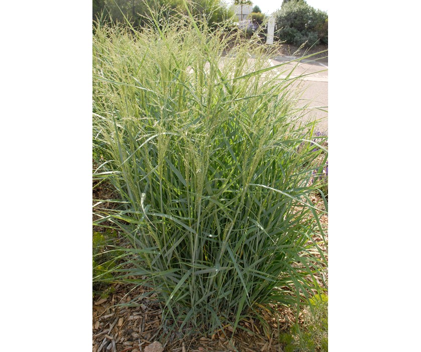 Colorado Springs Utilities Xeriscaping - Prairie Sky Switchgrass