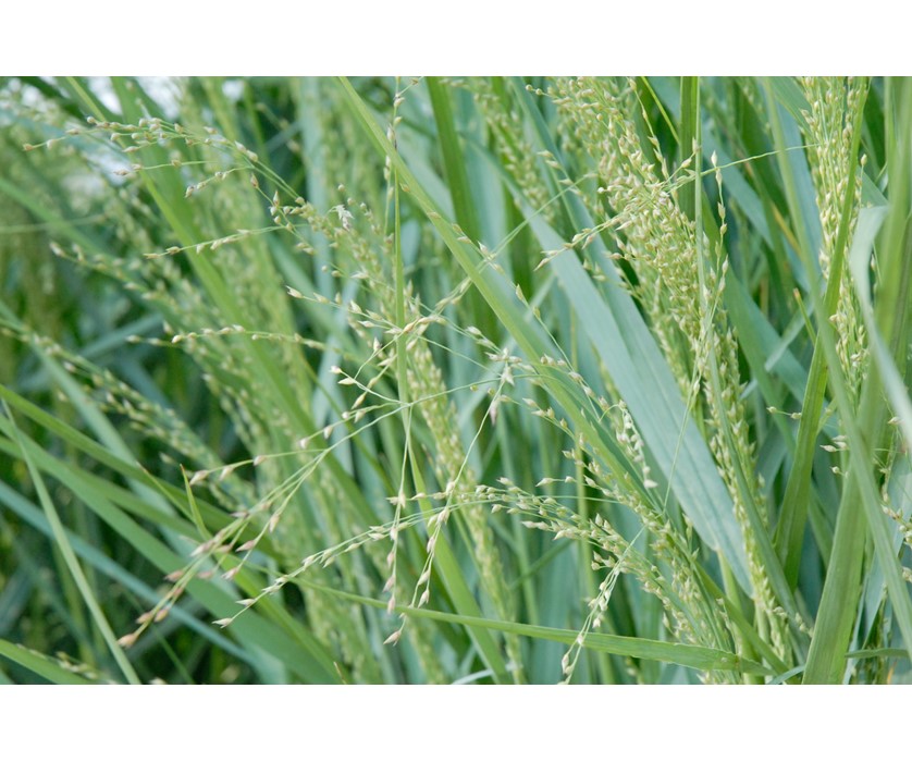 Colorado Springs Utilities Xeriscaping - Prairie Sky Switchgrass