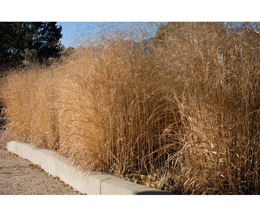 Colorado Springs Utilities Xeriscaping - Prairie Sky Switchgrass