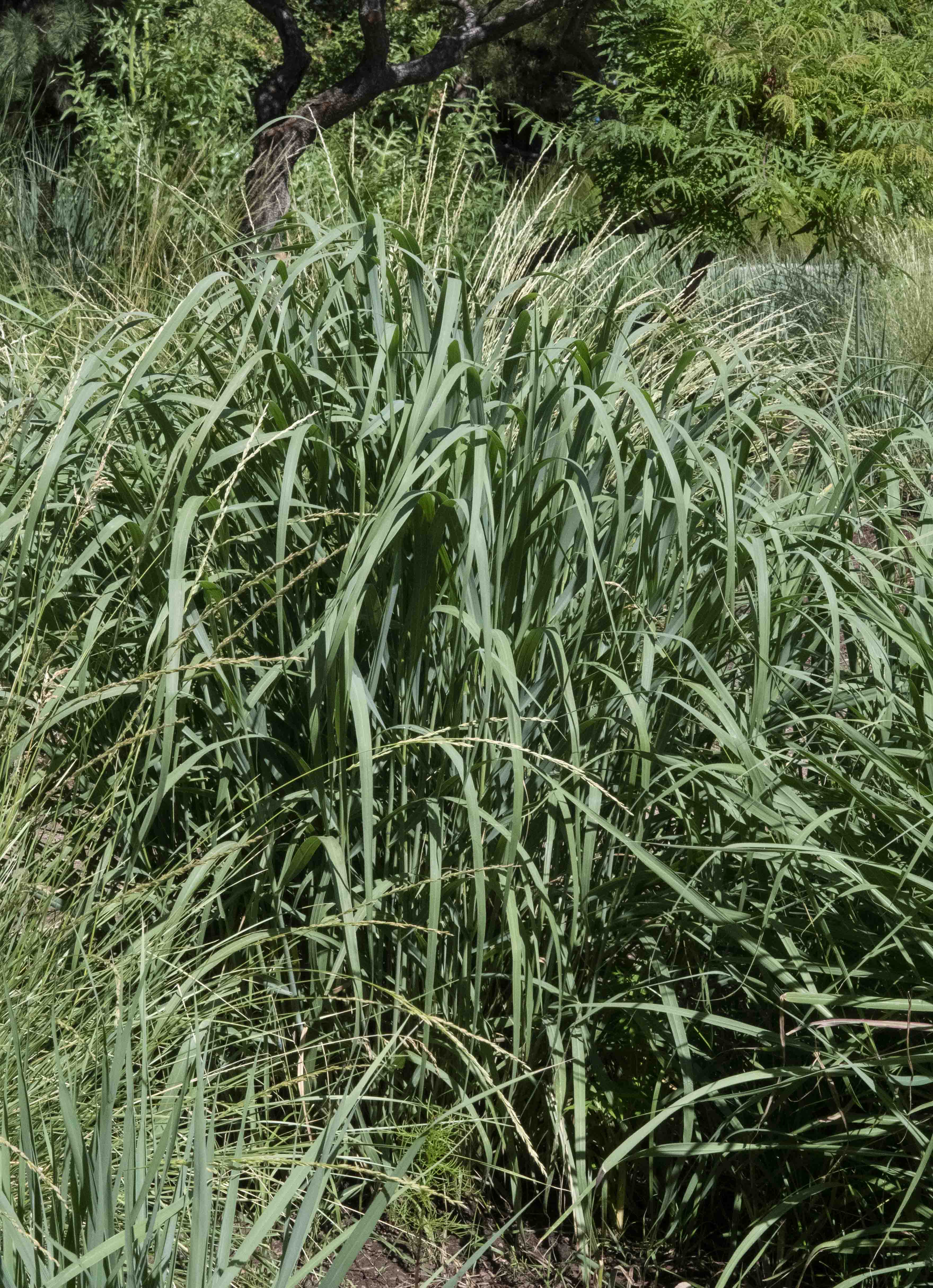 Colorado Springs Utilities Xeriscaping - Shenandoah Switchgrass
