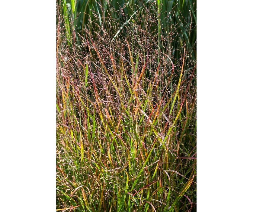Colorado Springs Utilities Xeriscaping - Shenandoah Switchgrass